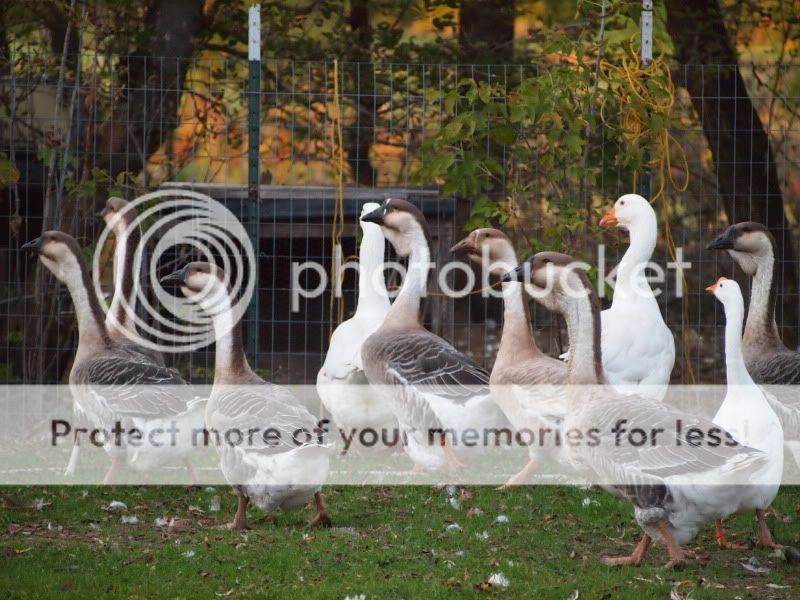 Dewlap African Geese...Post pics!!! | BackYard Chickens - Learn How to ...
