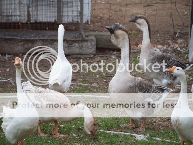 Dewlap African Geese...Post pics!!! | BackYard Chickens - Learn How to ...
