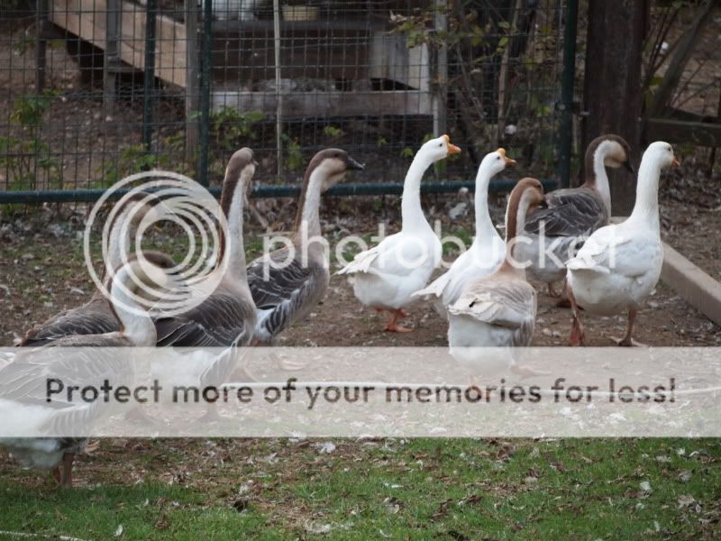 Dewlap African Geese...Post pics!!! | BackYard Chickens - Learn How to ...