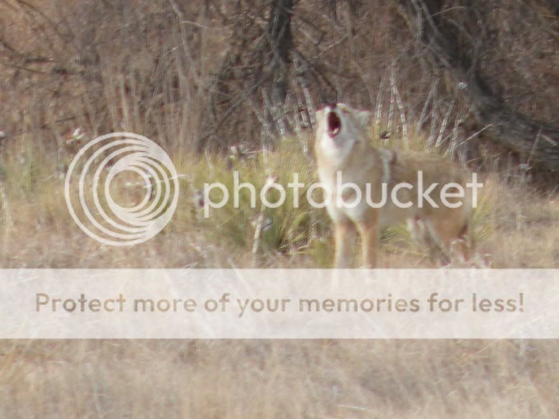 I got howled at by Coyotes tonight - 24hourcampfire