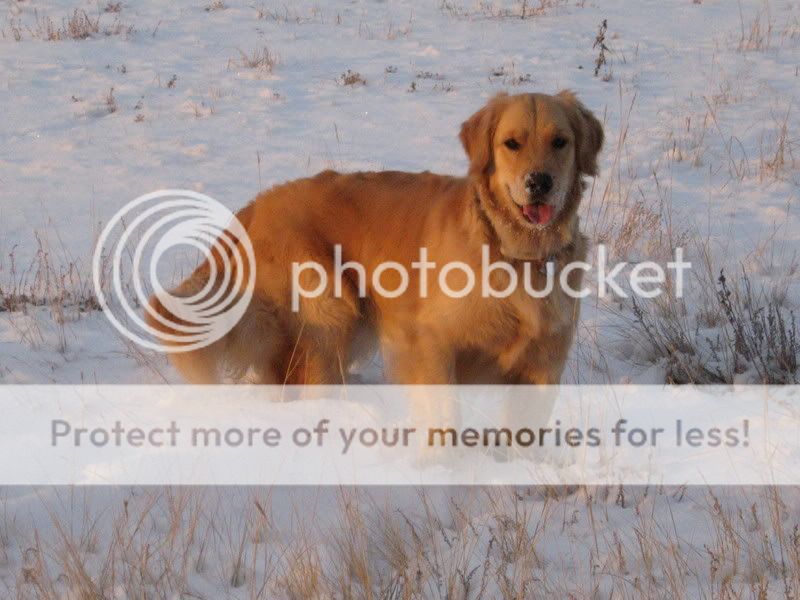 I got howled at by Coyotes tonight - 24hourcampfire