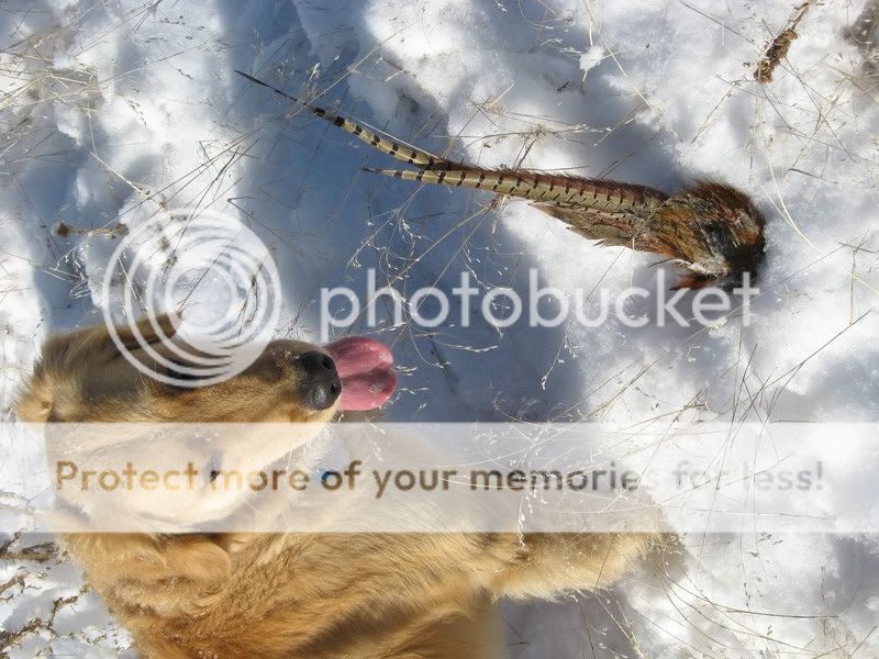 I got howled at by Coyotes tonight - 24hourcampfire