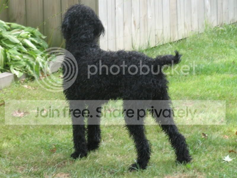 Cropped Tails | Labradoodle Forums