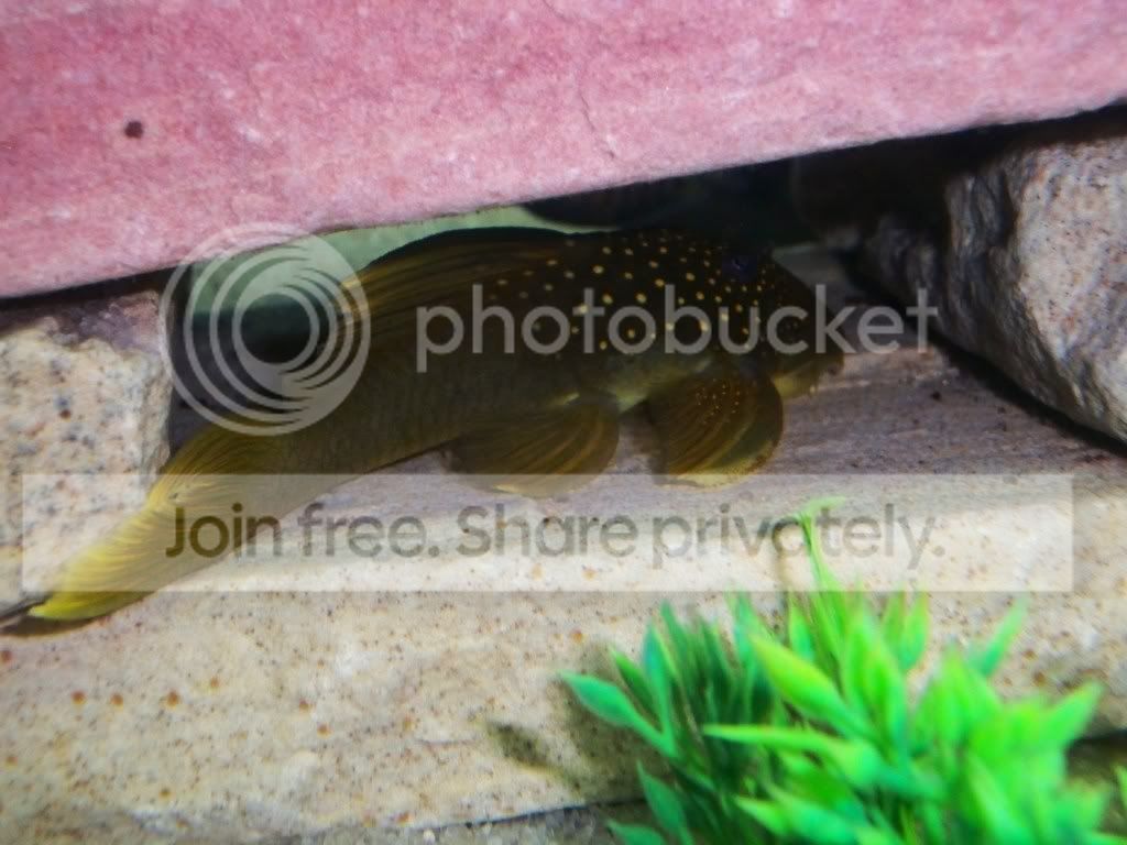 show me your fancy plecos | MonsterFishKeepers.com