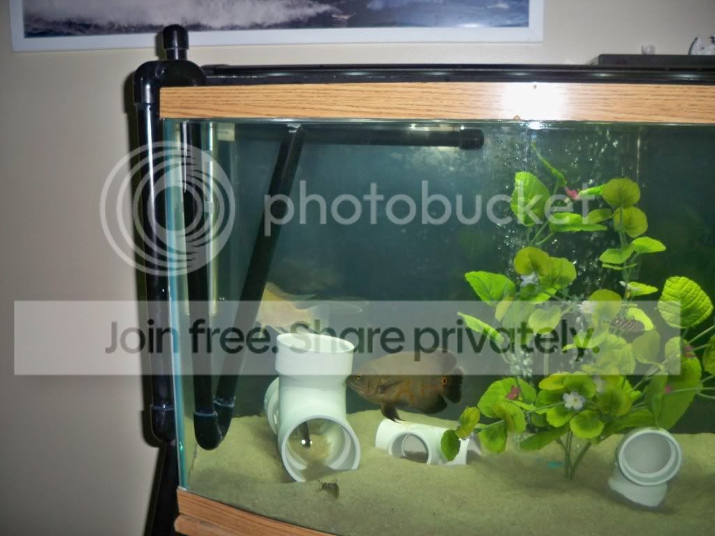 DIY sump and overflow build | MonsterFishKeepers.com