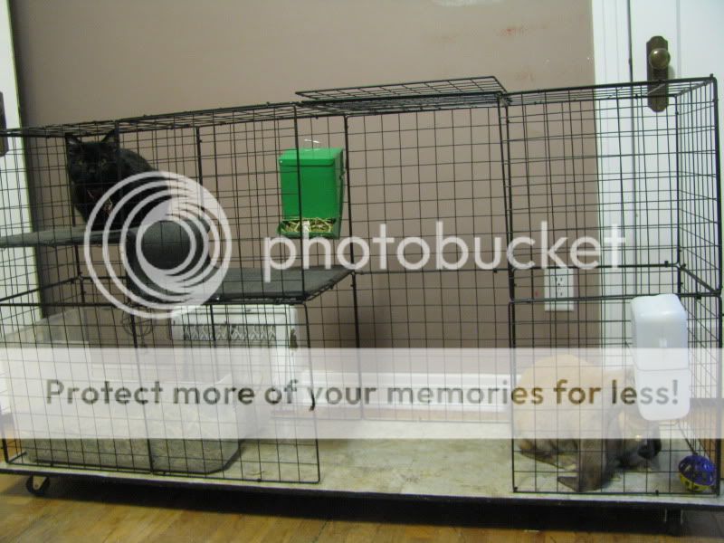 Anyone else with Idea Cube Cages? | BackYard Chickens - Learn How to ...