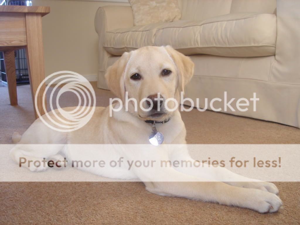 Runt of the litter and Sizing | Labradors Forums