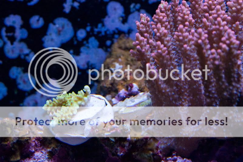 yellow acroporas? - Reef Central Online Community