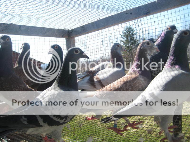 Some pics of my Racing Homers(pic heavy) | BackYard Chickens - Learn ...